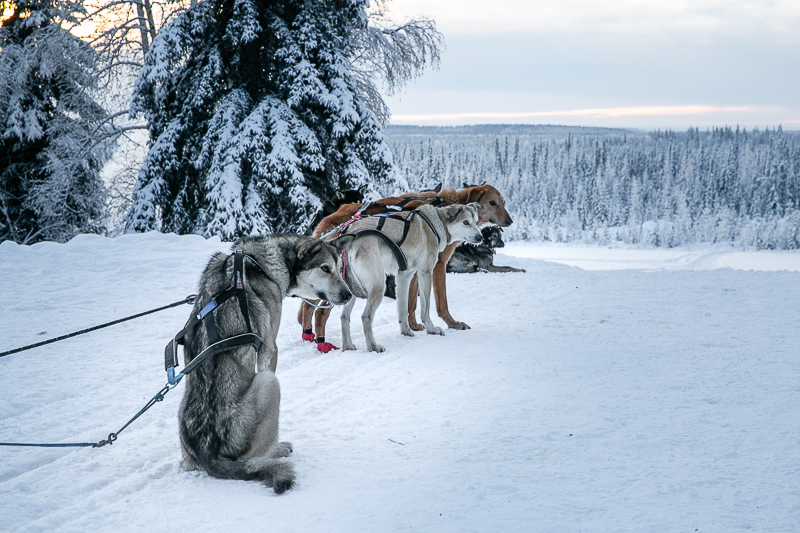 Imágenes: Invierno en Alaska - travernicolas