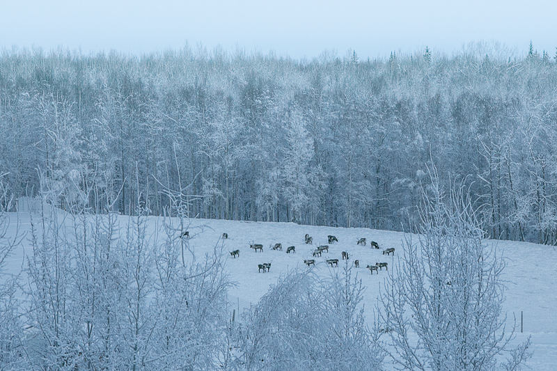 Imágenes: Invierno en Alaska - travernicolas